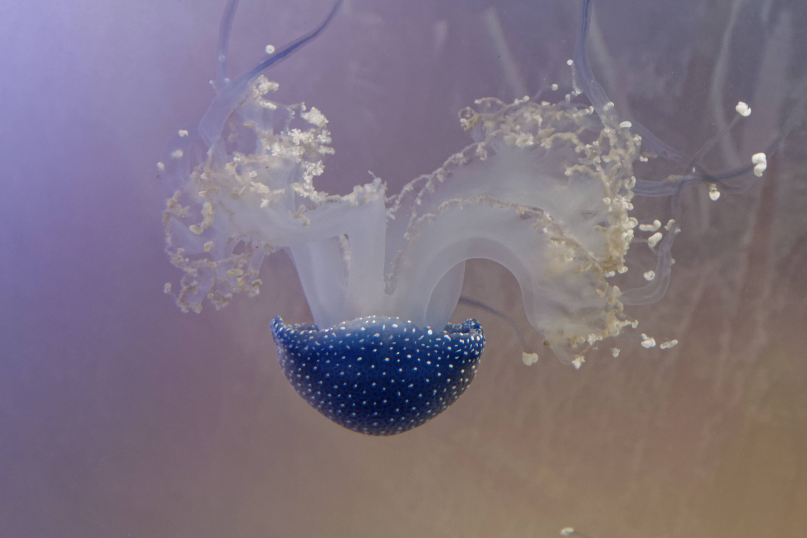 Qualle Foto & Bild | monatswettbewerbe natur, 08 - quallen, 2018 Bilder ...