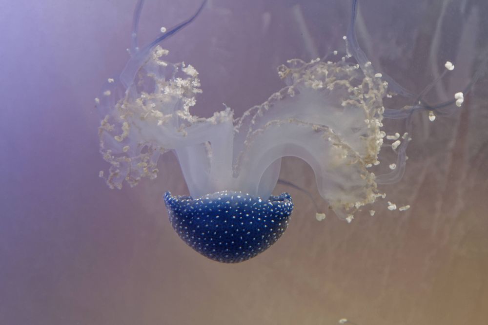 Qualle Foto & Bild | monatswettbewerbe natur, 08 - quallen, 2018 Bilder ...