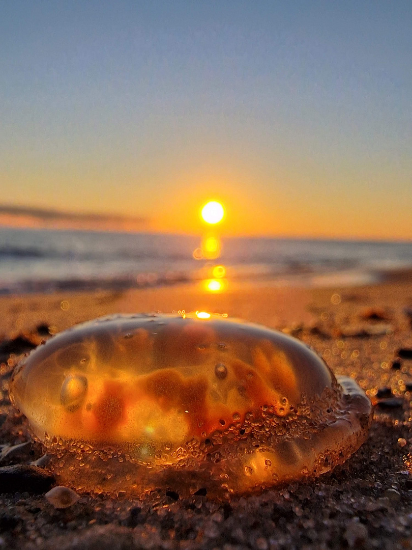 Qualle Foto & Bild | tiere, wildlife, landschaft Bilder auf fotocommunity