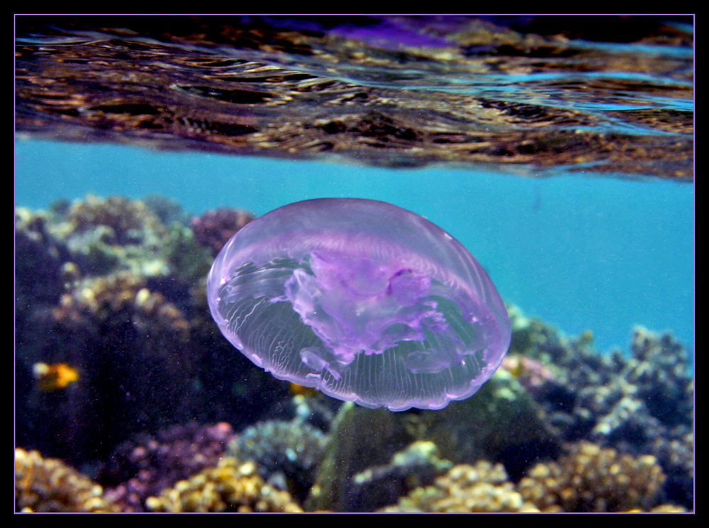 Qualle (Ägypten, Rotes Meer) Foto & Bild | tiere, wildlife, quallen ...