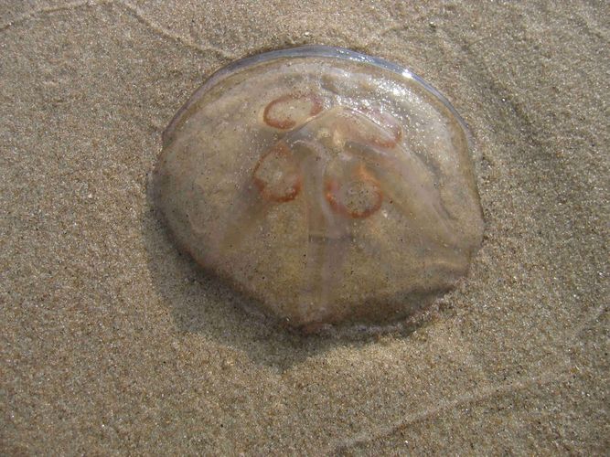 Qualle am Strand Foto & Bild | tiere, wildlife, quallen, anemonen ...