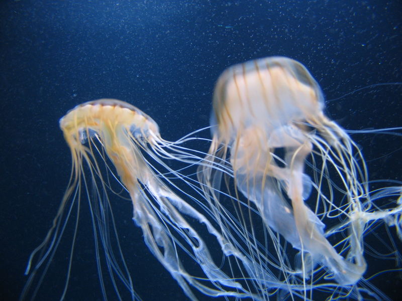 Qualle Foto & Bild | tiere, wildlife, wildlife: sonstige tiere Bilder ...