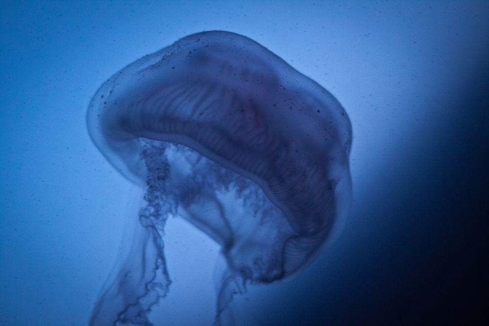 Qualle Foto & Bild | tiere, natur Bilder auf fotocommunity