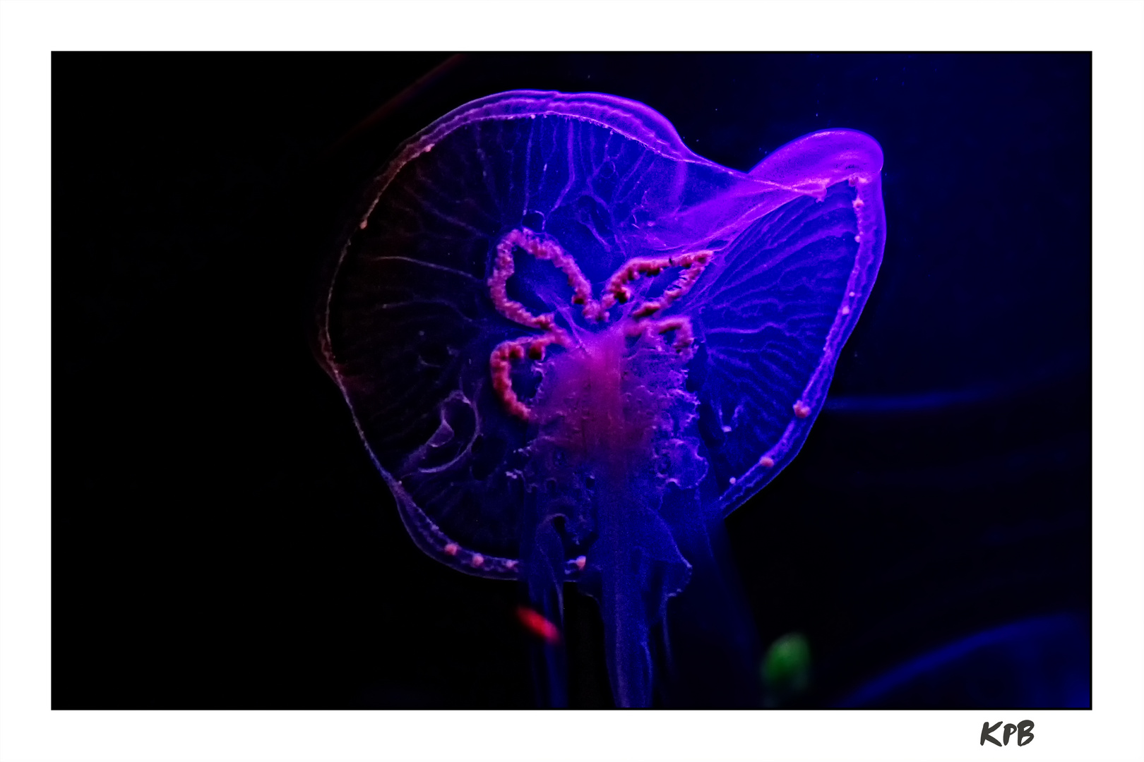 Qualle Foto & Bild | tiere, zoo, wildpark & falknerei, zoo:quallen ...