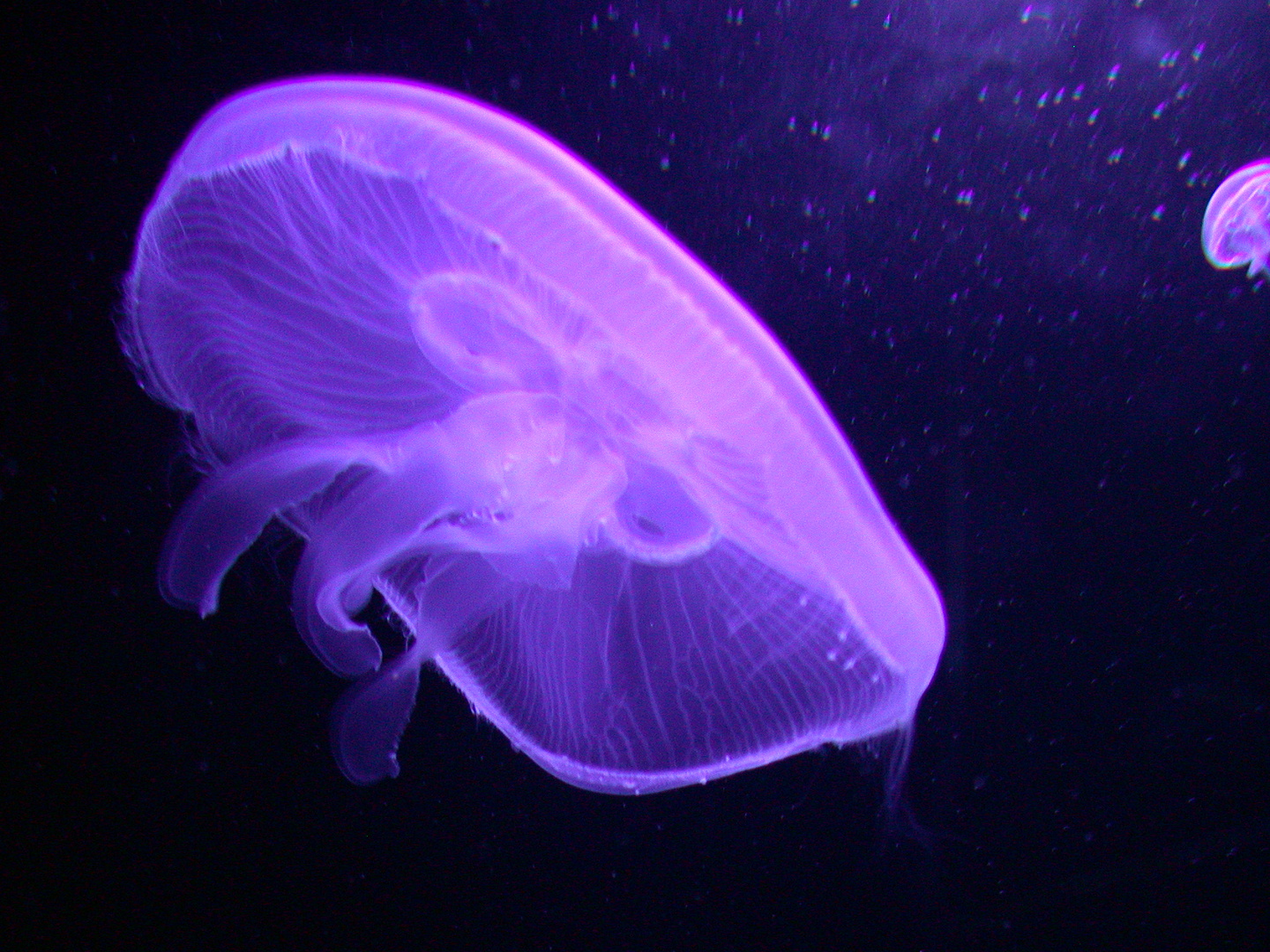 Qualle Foto & Bild | monatswettbewerbe natur, 08 - quallen, 2018 Bilder ...