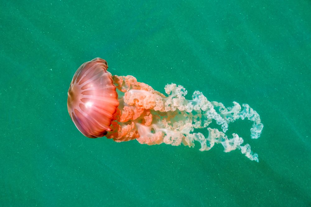 Qualle... Foto & Bild | world, natur, namibia Bilder auf fotocommunity