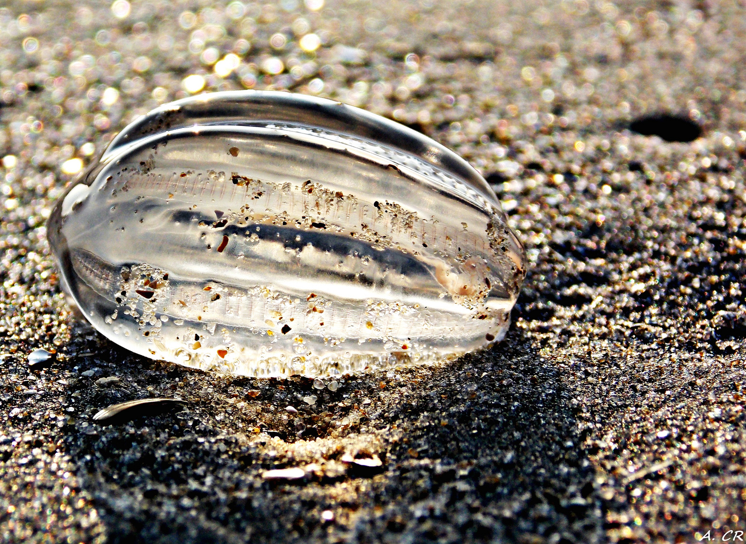 Qualle Foto & Bild | tiere, am wasser, natur Bilder auf fotocommunity