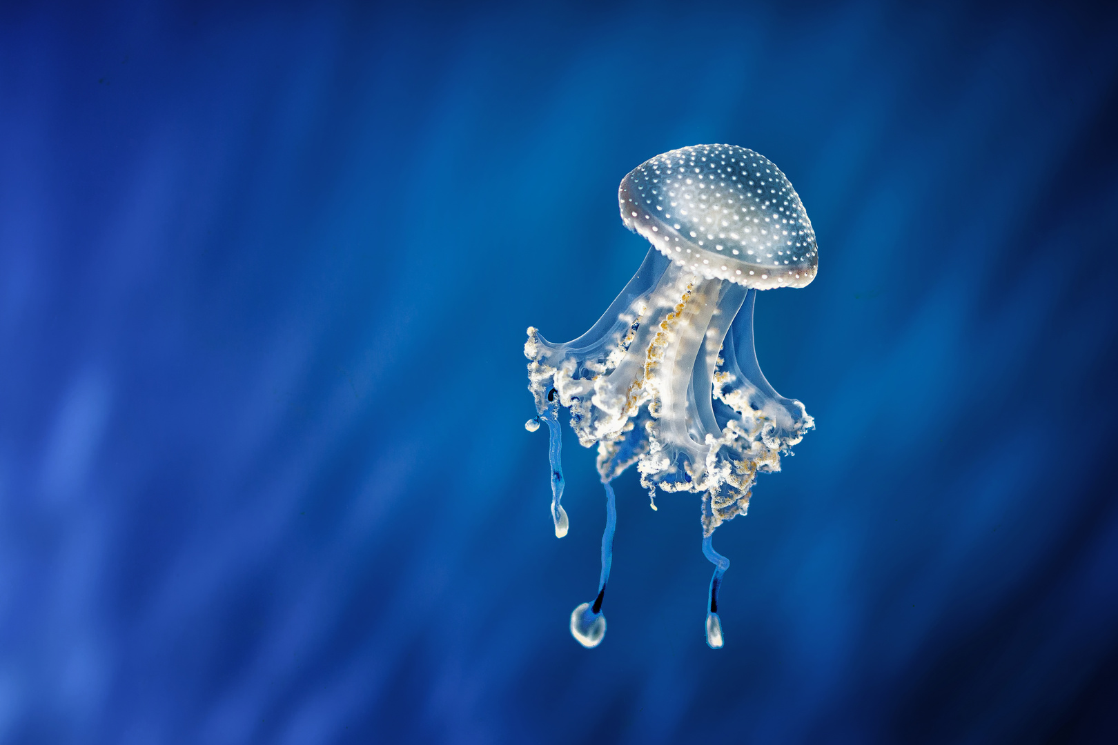 Qualle Foto & Bild | tiere, zoo, wildpark & falknerei, zoo:quallen ...