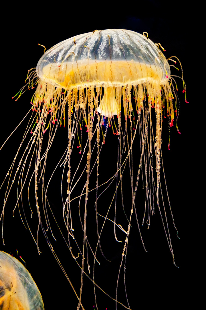 Qualle im Aquarium Foto & Bild | monatswettbewerbe natur, 08 - quallen ...