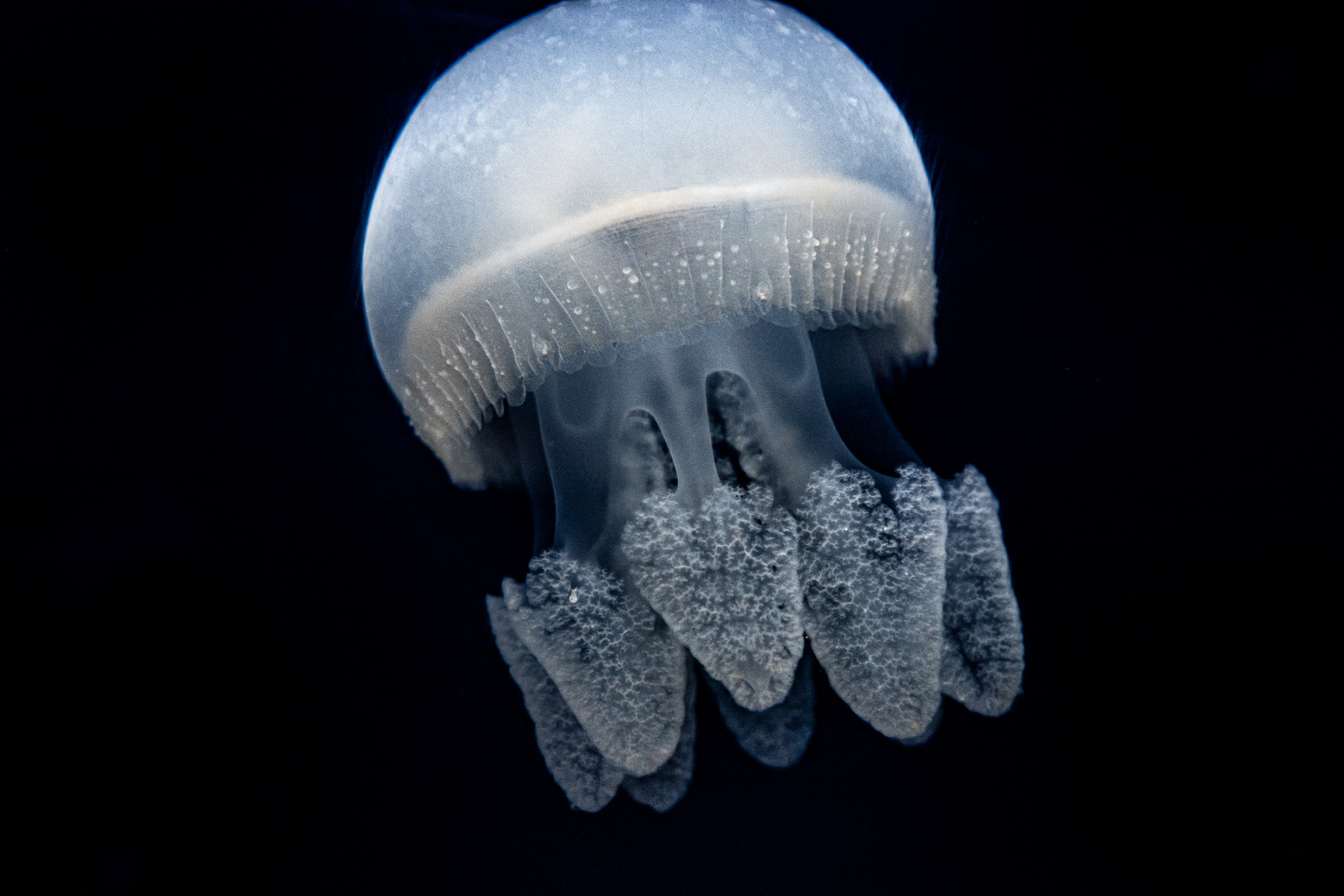 Qualle im Aquarium Dubai Foto & Bild | city, world, wasser Bilder auf ...