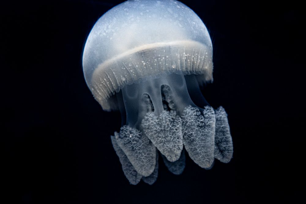 Qualle im Aquarium Dubai Foto & Bild | city, world, wasser Bilder auf ...