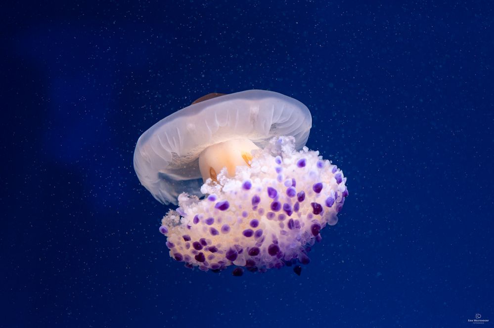 Qualle im L’Oceanogràfic Foto & Bild | Bilder auf fotocommunity