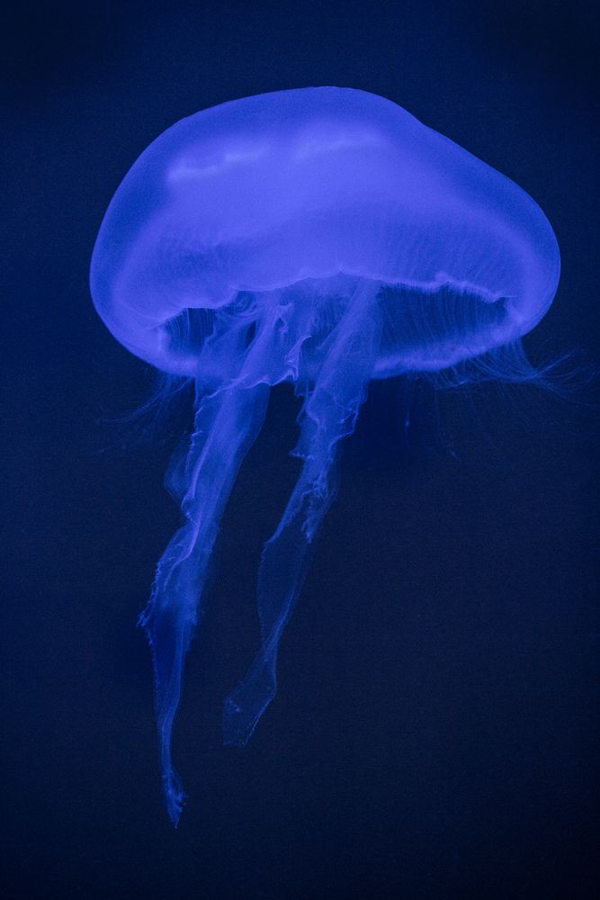 Qualle im Naturkundemuseum Foto & Bild | tiere, qualle, museum Bilder ...