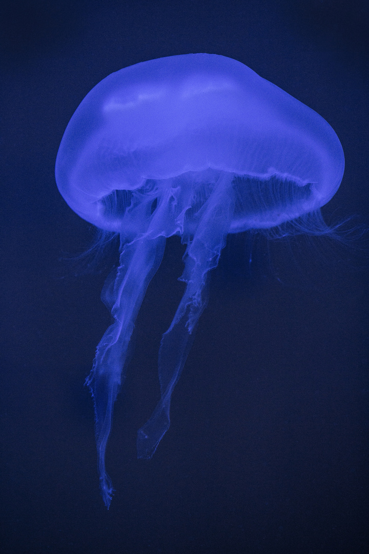 Qualle im Naturkundemuseum Foto & Bild | tiere, qualle, museum Bilder ...