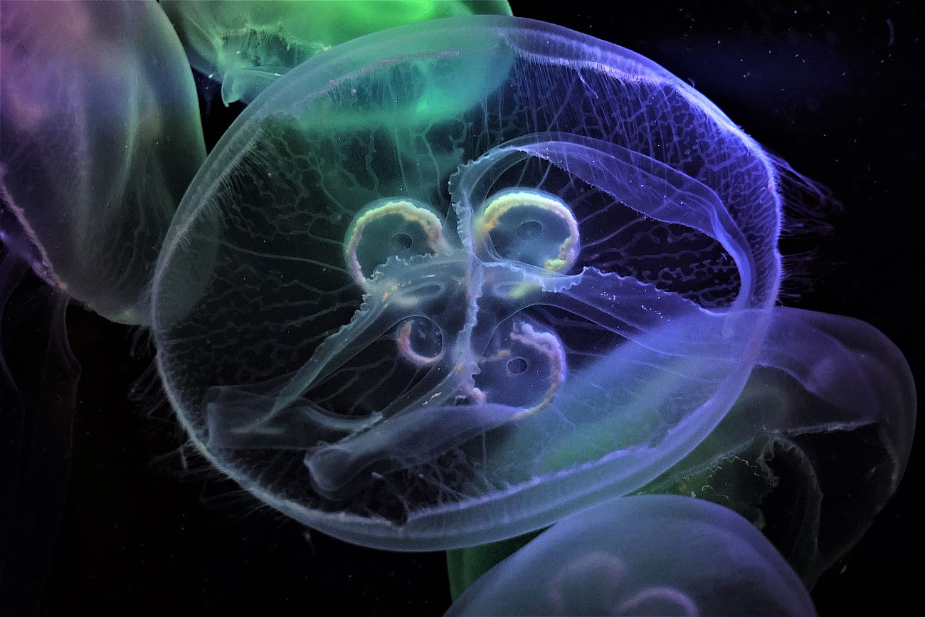 Qualle mit Durchblick Foto & Bild | spezial, natur, zoo Bilder auf ...
