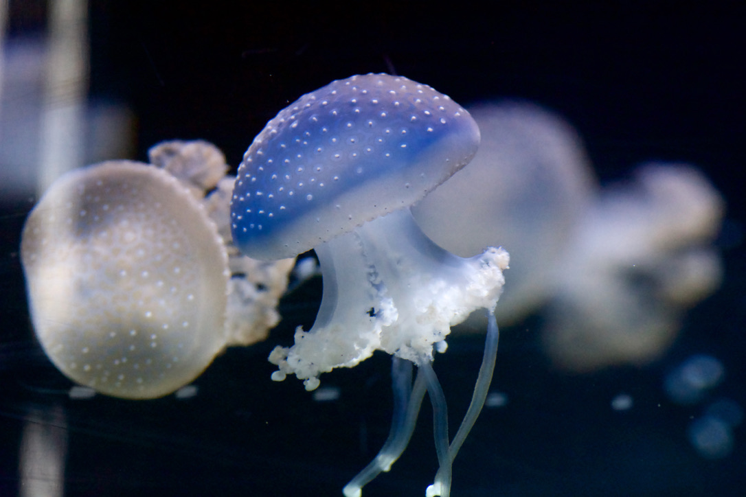 Quallen 1 Foto & Bild | tiere, zoo, wildpark & falknerei, zoo:quallen ...