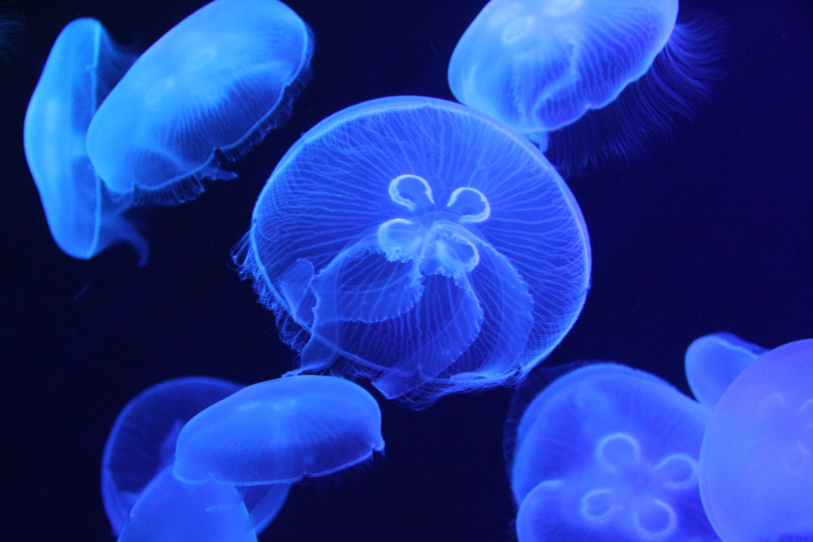 Quallen Foto & Bild | tiere, wildlife, quallen, anemonen & korallen ...