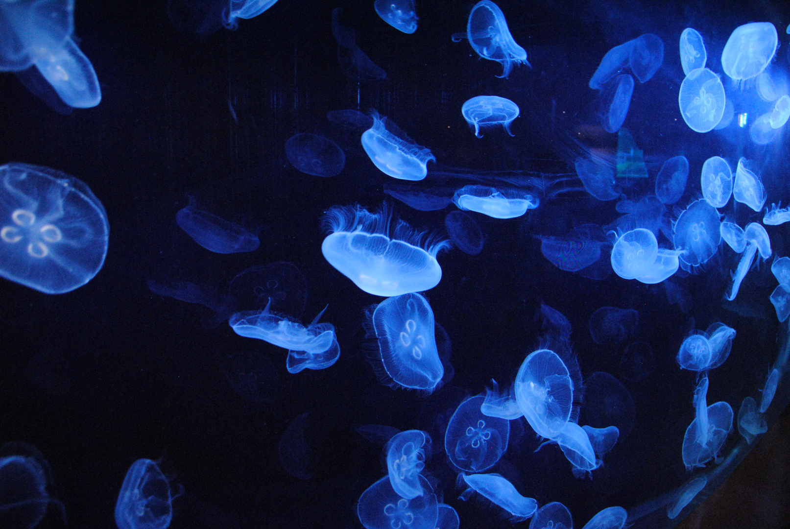 Quallen Foto & Bild | tiere, natur Bilder auf fotocommunity