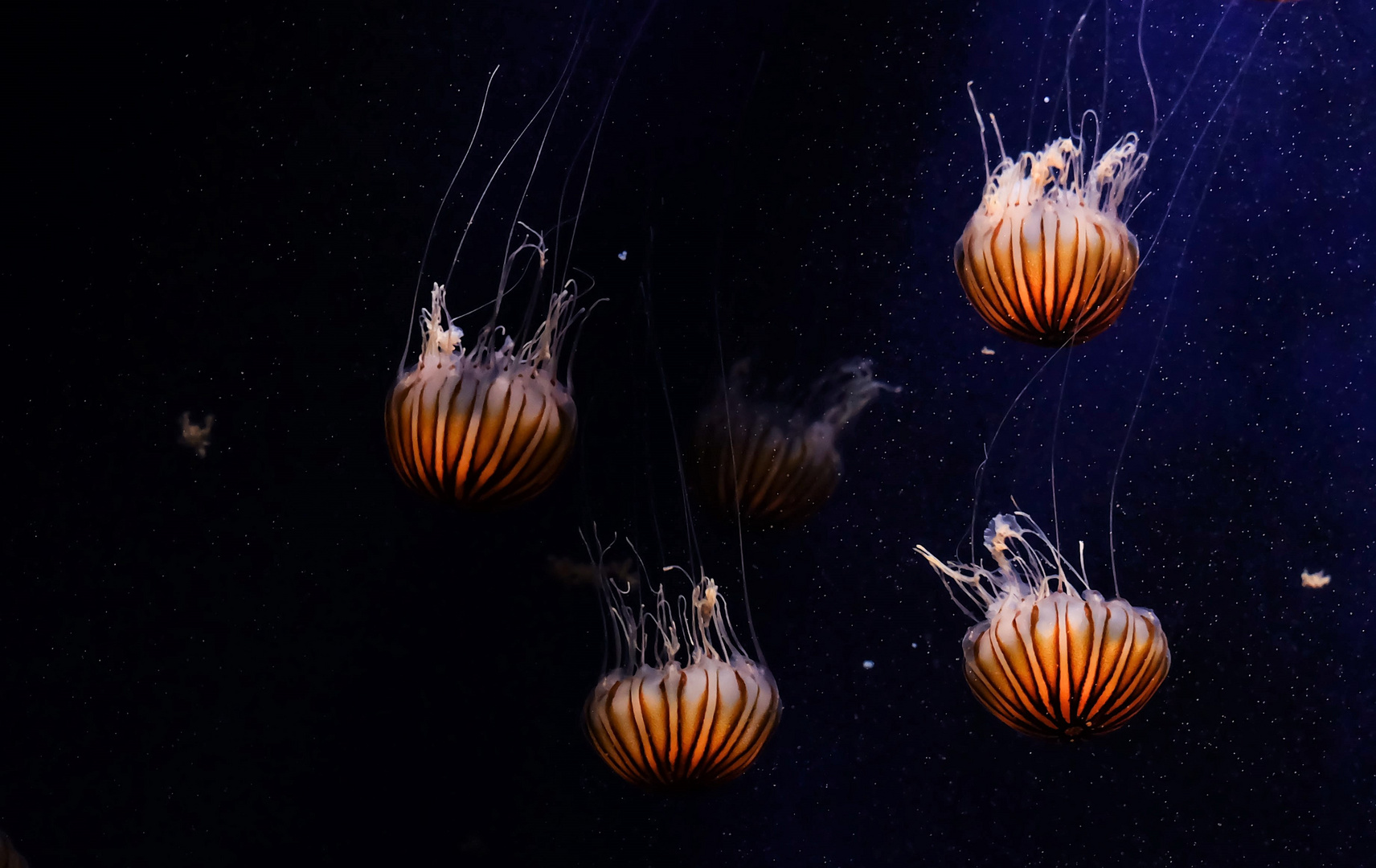 Quallen Foto & Bild | tiere, zoo, wildpark & falknerei, zoo:quallen ...