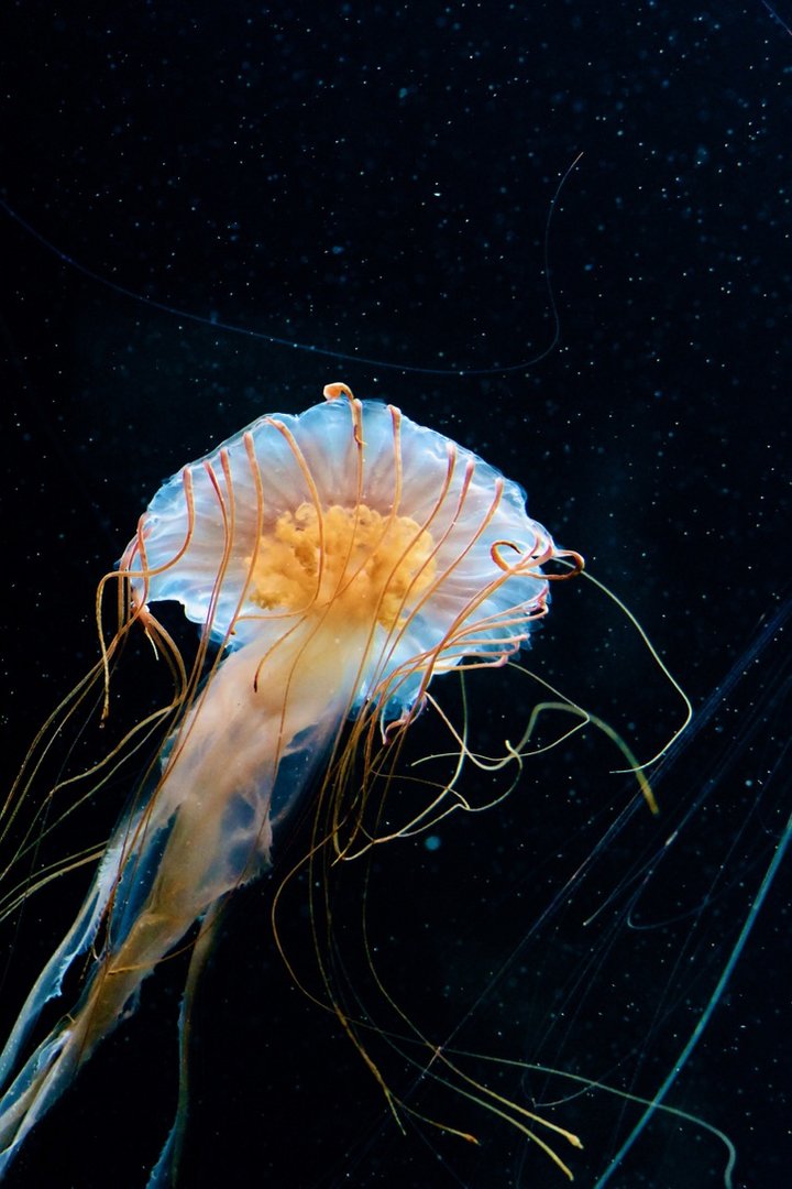 Quallen 4 Foto & Bild | tiere, zoo, wildpark & falknerei, zoo:quallen ...