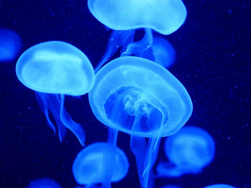 Quallen Foto & Bild | tiere, zoo, wildpark & falknerei, zoo: fische ...