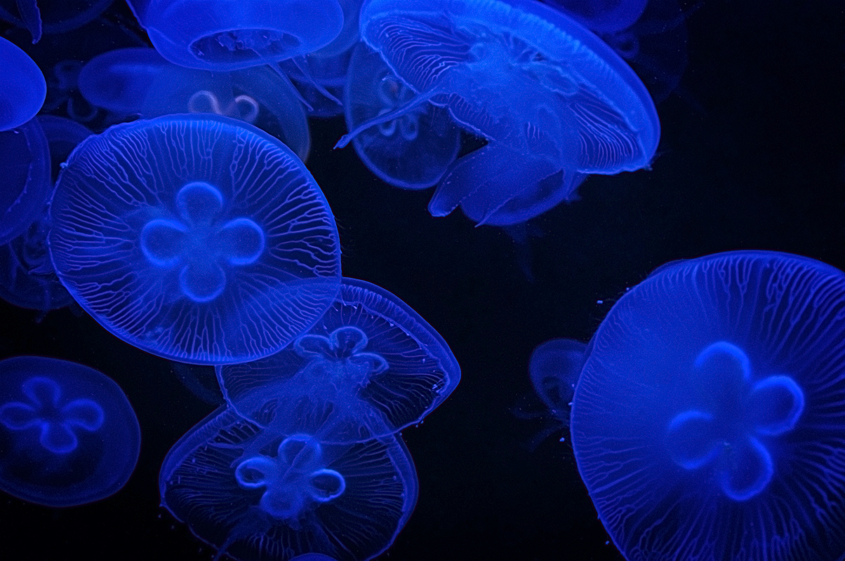 Quallen Foto & Bild | tiere, zoo, wildpark & falknerei, zoo:quallen ...