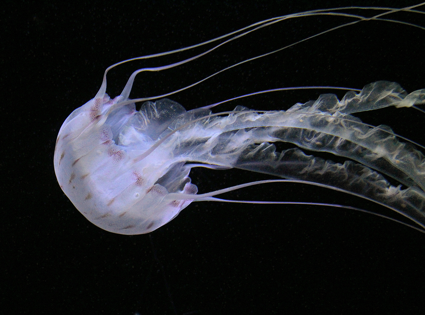 Quallen ... Foto & Bild | natur, tiere, qualle Bilder auf fotocommunity