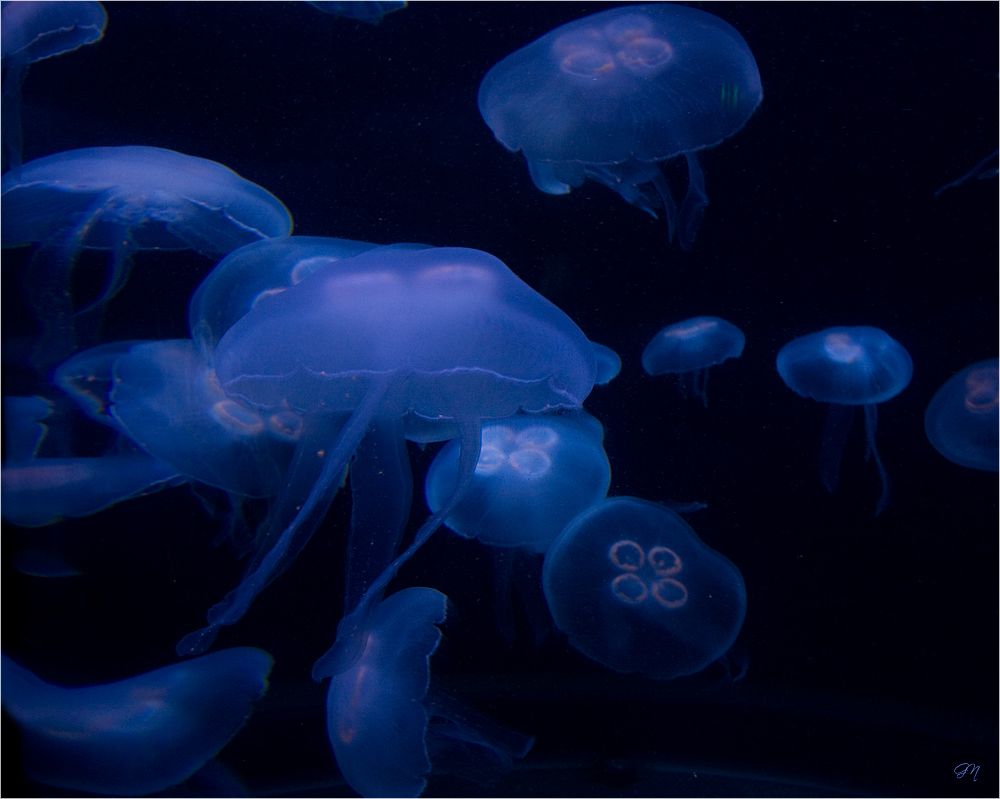 Quallen Foto & Bild | north america, united states, california Bilder ...