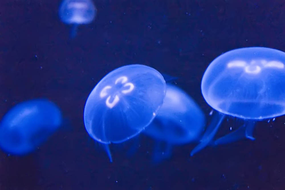 Quallen Foto & Bild | tiere, zoo, wildpark & falknerei, zoo: fische ...