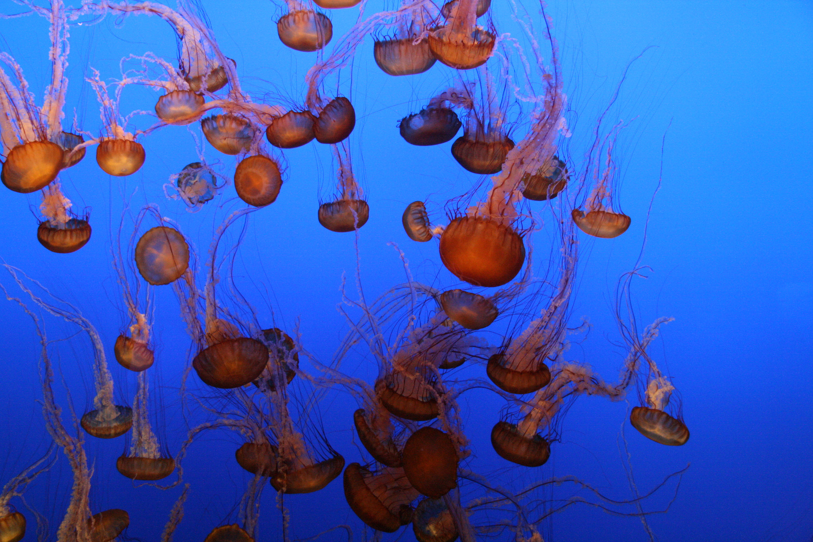 Quallen Foto & Bild | tiere, zoo, wildpark & falknerei, zoo:quallen ...