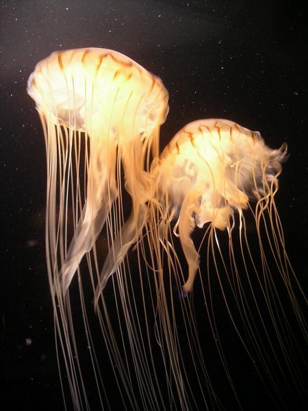 Quallen Foto & Bild | tiere, zoo, wildpark & falknerei, zoo: fische ...