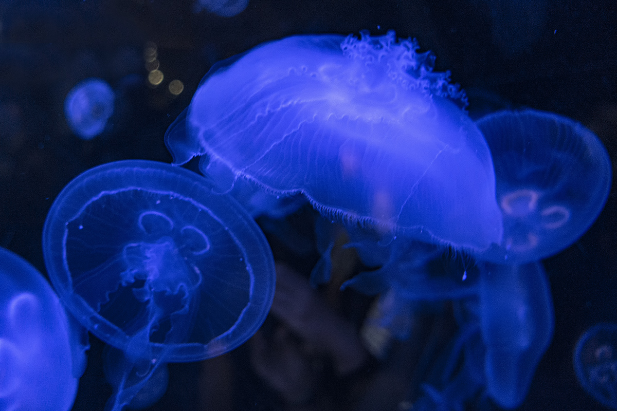 Quallen Foto & Bild | deutschland, europe, schleswig- holstein Bilder ...