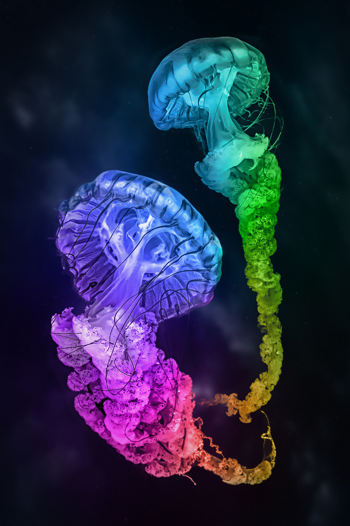 Quallen Foto & Bild | fotomontage, composing , art Bilder auf fotocommunity