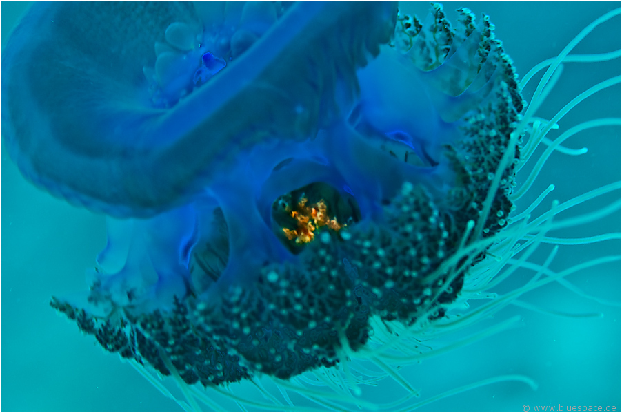 ~Quallen Qualen~ Foto & Bild | unterwasser, uw-salzwasser, natur ...