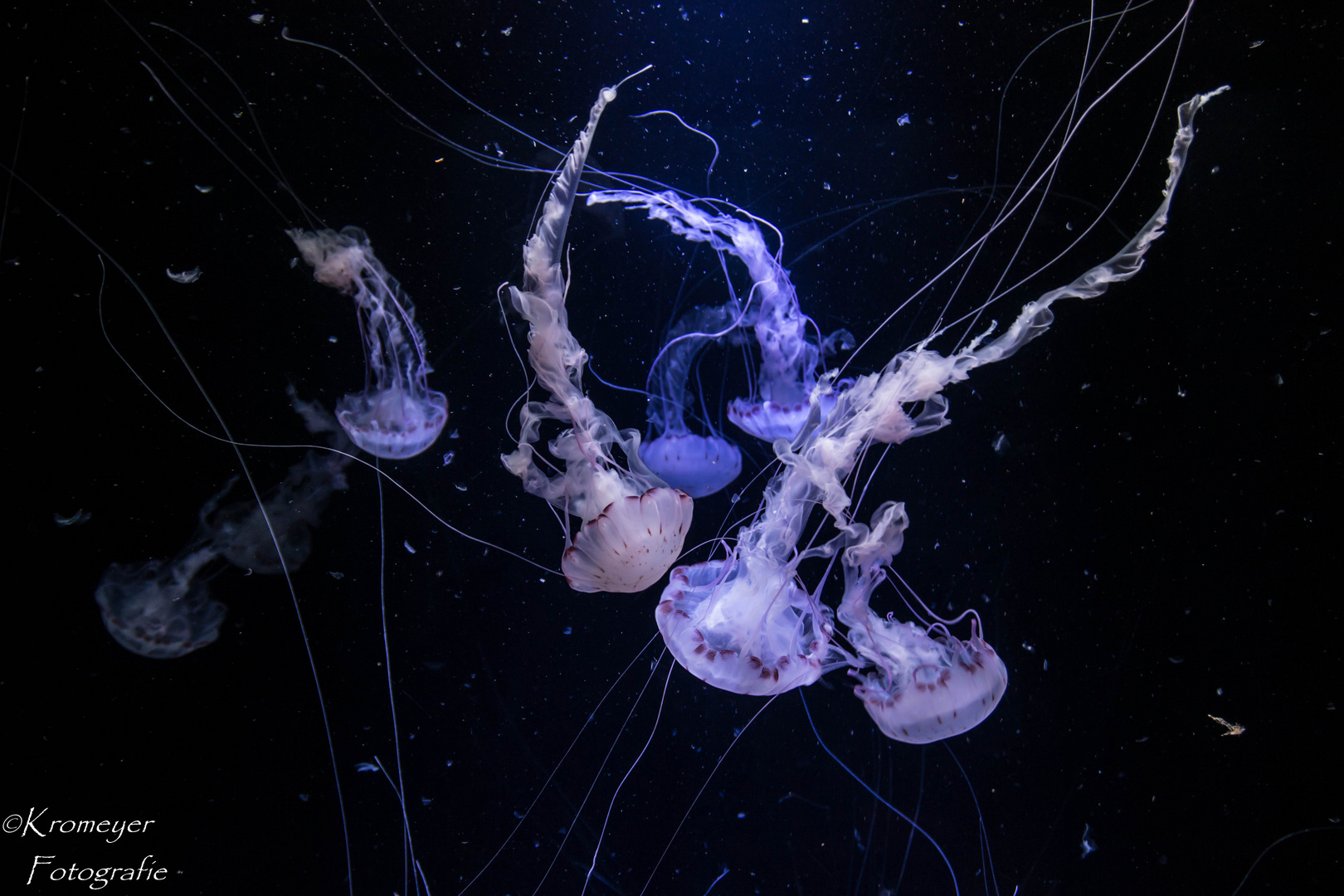 Quallen Underwater Foto & Bild | natur Bilder auf fotocommunity