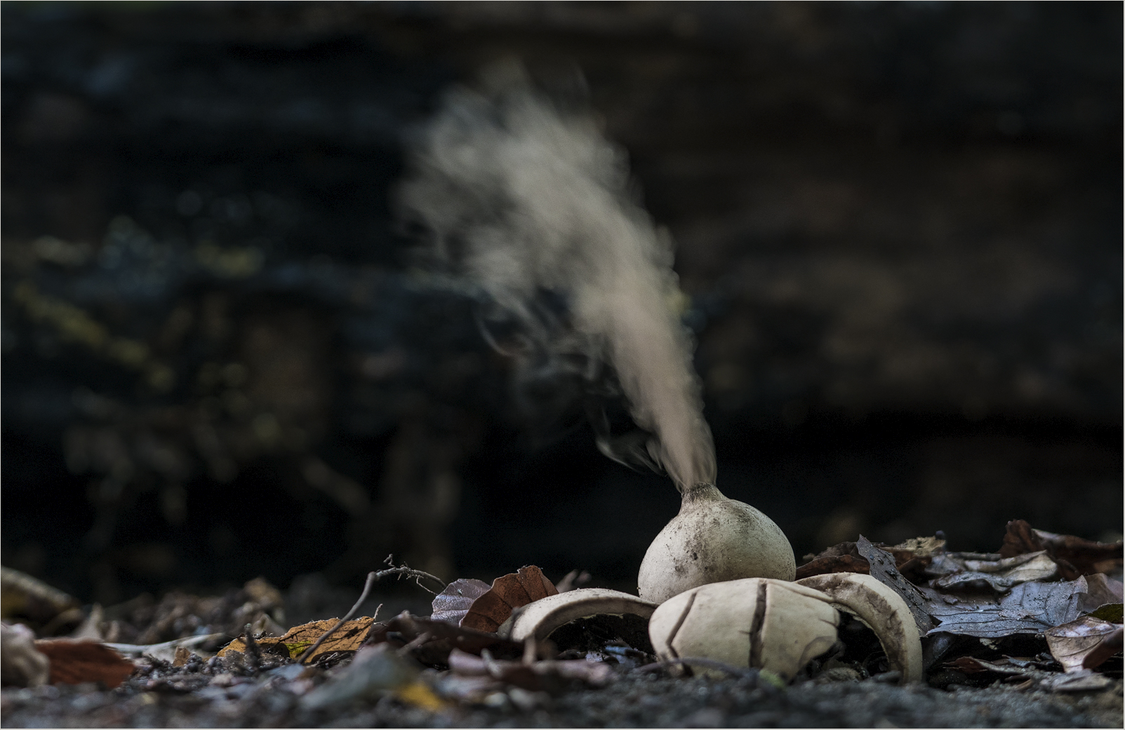 Qualmender Schlot.. Foto & Bild | natur, pilze, pilzecke Bilder auf ...