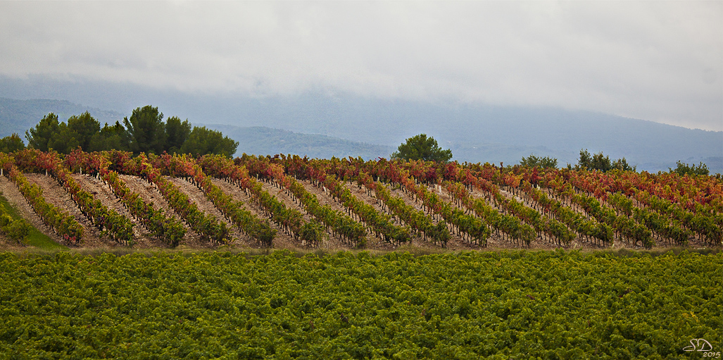 Quand le rosé rougit photo et image | paysages, paysages de campagne ...