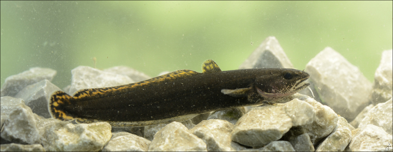 Quappe Foto & Bild | natur, see, landschaft Bilder auf fotocommunity