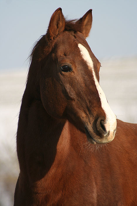 Quarter Wallach Foto & Bild | tiere, haustiere, pferde, esel, maultiere ...