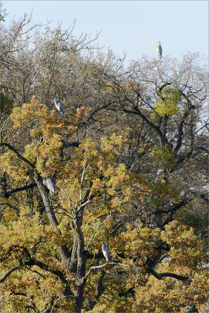 Quartett Foto & Bild | park, münchen, oktober Bilder auf fotocommunity