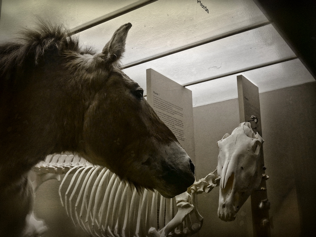 Que dis-tu ? photo et image | nature, basel, animaux Images fotocommunity