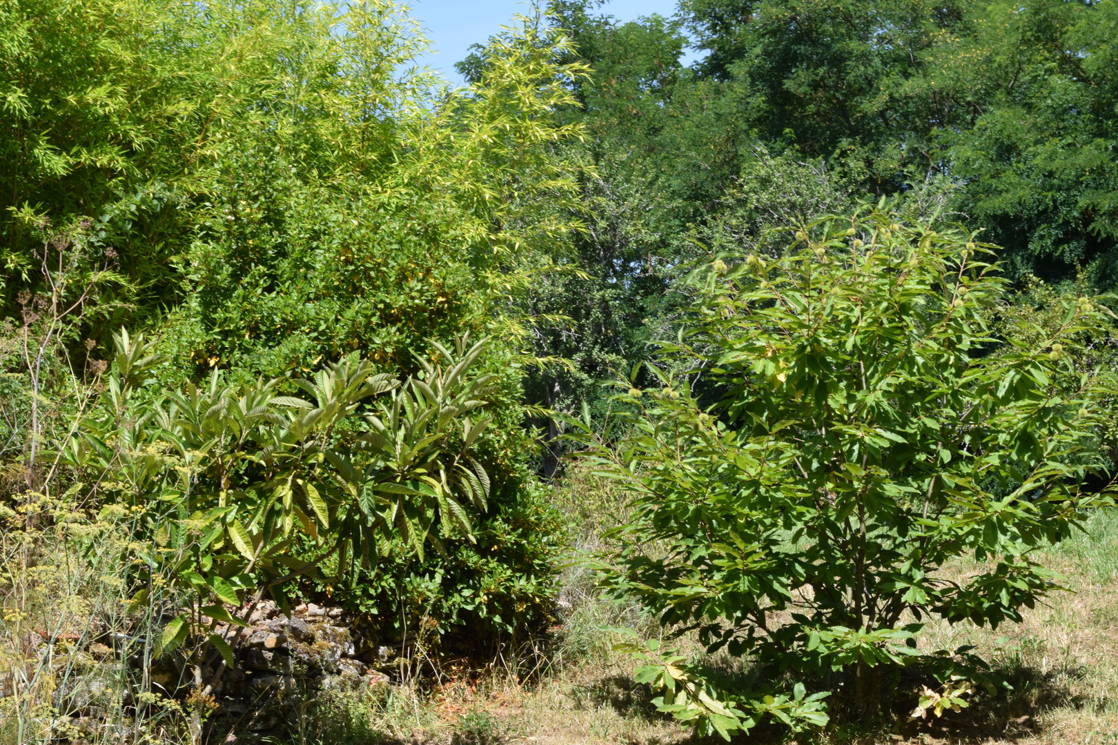 que du vert photo et image | arbres, 11 08 2016, nature Images ...