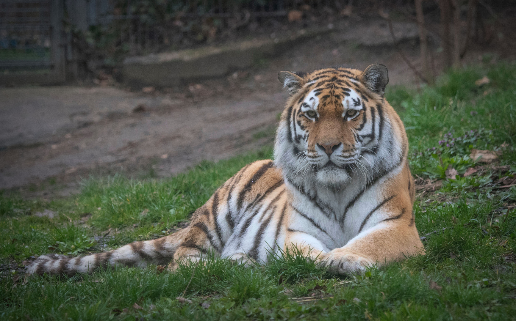 Queen Dasha Foto & Bild | natur, zoo, tiere Bilder auf fotocommunity
