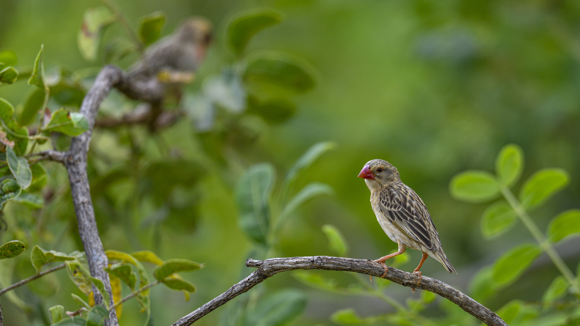 Quelea Foto & Bild | africa, eastern africa, tiere Bilder auf fotocommunity