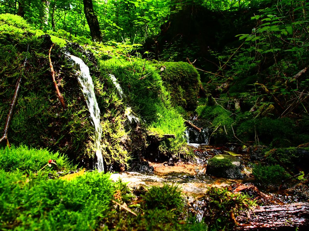 Quelle im Wald Foto & Bild | landschaft, bach, fluss & see, bachläufe Bilder auf fotocommunity