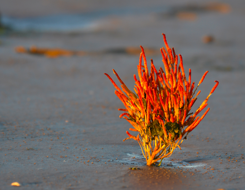 Queller Foto & Bild | jahreszeiten, herbst, nordsee Bilder auf ...