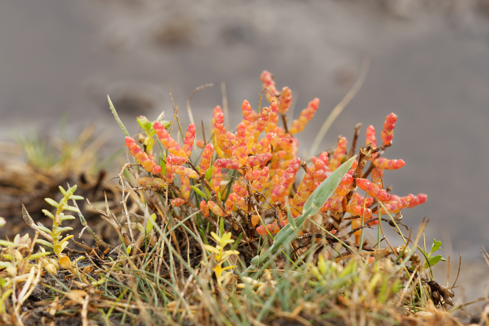 Queller Foto & Bild | pflanzen, pilze & flechten, landschaft, meer ...