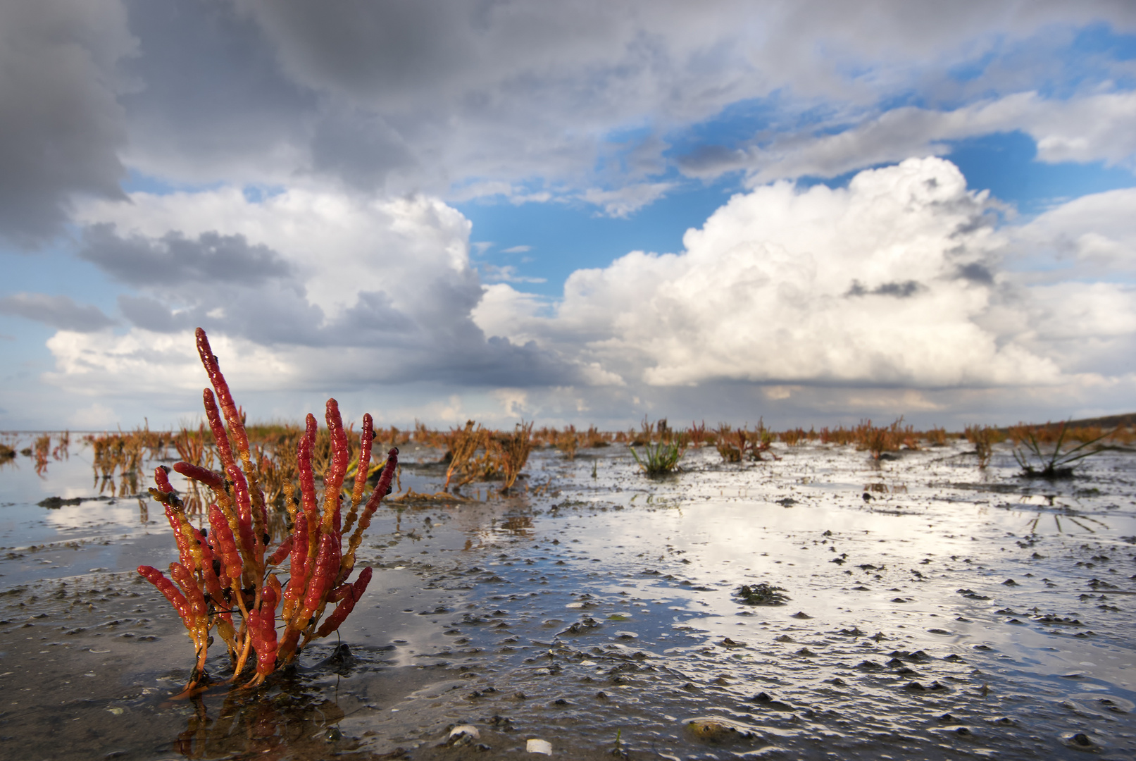 Queller im Wattenmeer Foto & Bild | wolken, himmel, meer Bilder auf ...