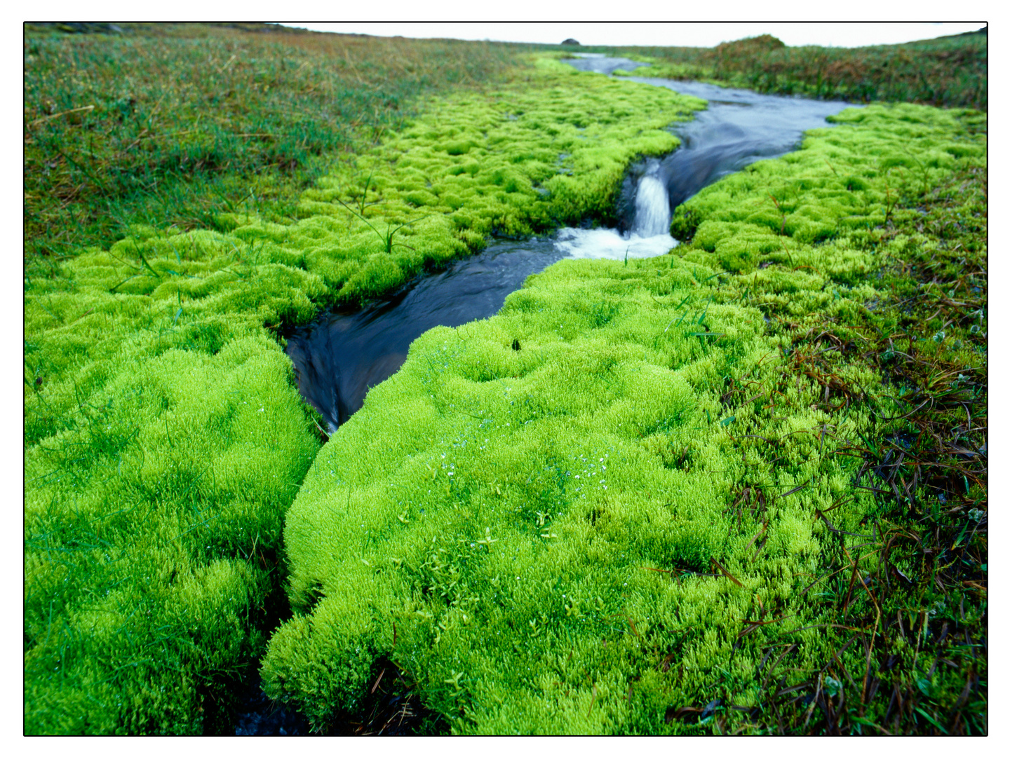 Quellmoos Foto & Bild | europe, scandinavia, iceland Bilder auf ...