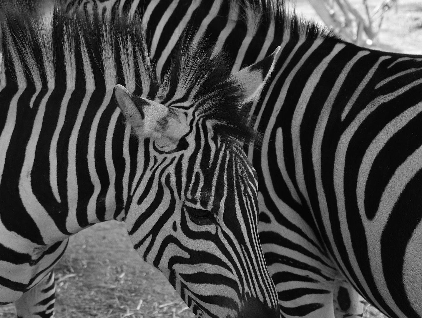 Quelques rayures......... photo et image | spectacles, événements ...